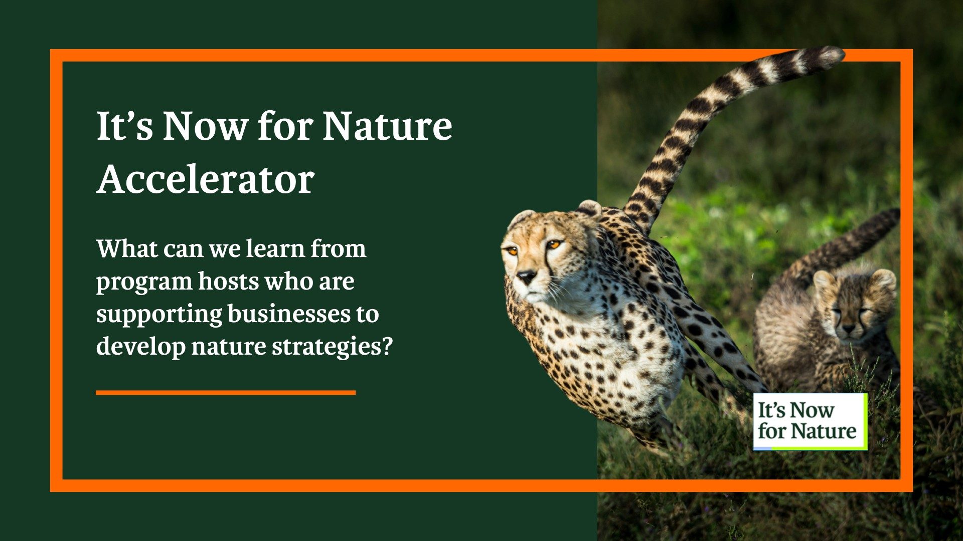 It's Now for Nature Accelerators | Now For Nature